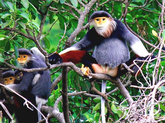 Voọc chà vá chân nâu Sơn Trà xuất hiện trên kênh National Geographic